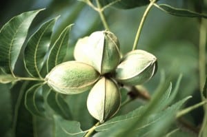 Ellis Pecan Trees | Highest quality pecan trees for sale, bareroot and ...