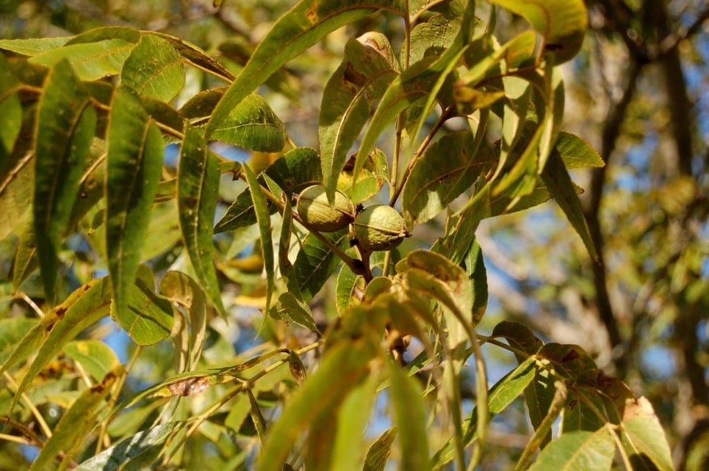 Pecan Nuts and Leaves - Pecan Tree Sales, Wholesale Pecan Nursery ...