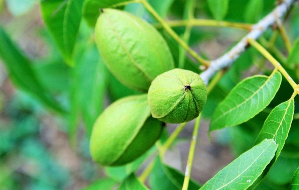 Retail Pecan Nursery with Pecan Trees for Sale -Tree Nuts - Pecan Trees ...