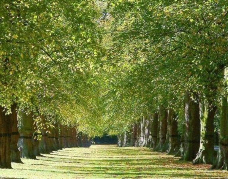 Our Pecan Tree Farm | Pecan Tree Nursery | Georgia Pecan Trees